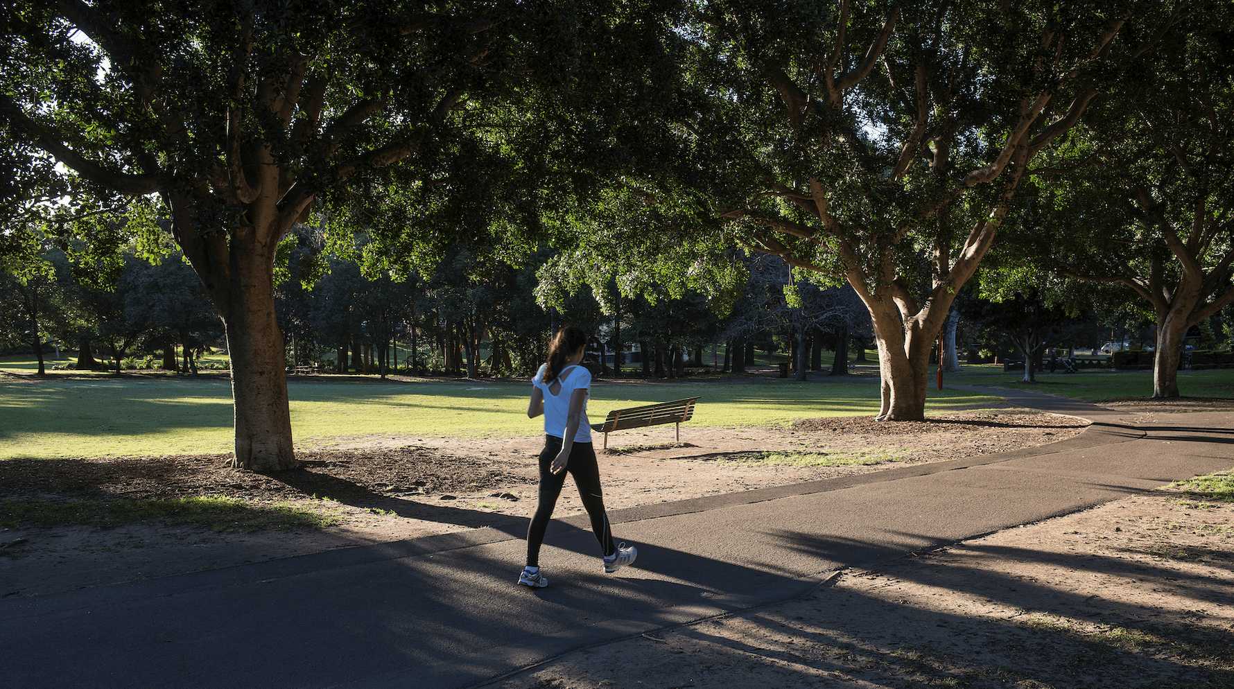 Trees | Warringah Freeway Upgrade | Transport for NSW (RMS)